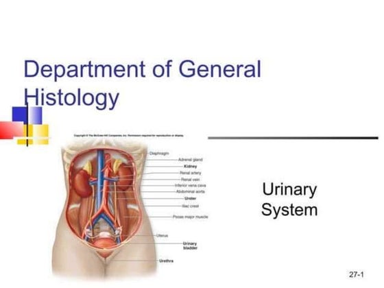 Microscopic examination of urine | PPTX
