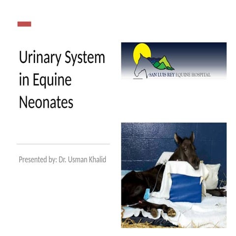 Acute renal failure in horses is initially associated with anuria or ...