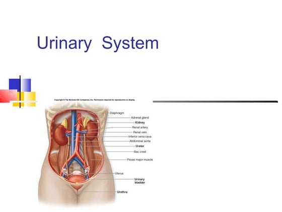 Chapter18 - Urinary System | PPT
