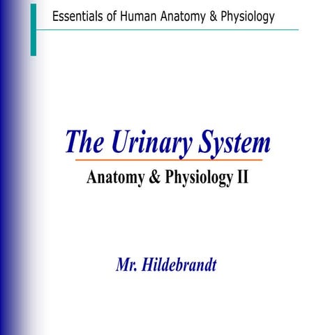 Urinary System Notes | PPT
