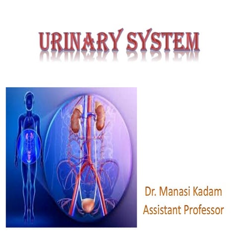 Urinary System Presentation by Dr Manasi Kadam | PDF
