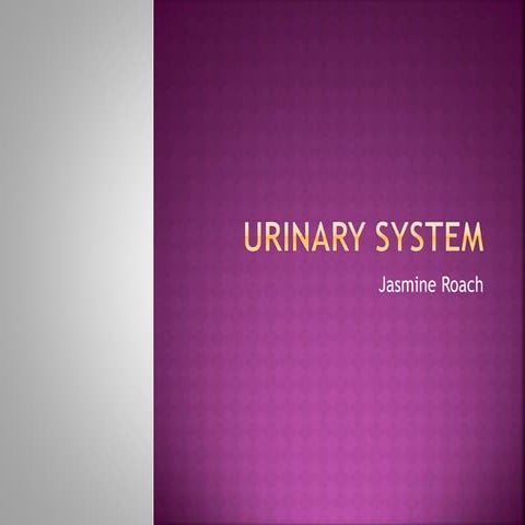 Urinary system presentation | PPT
