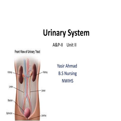 Urinary System by Yasir Ahmad Lecturer at CECOS University.pptx