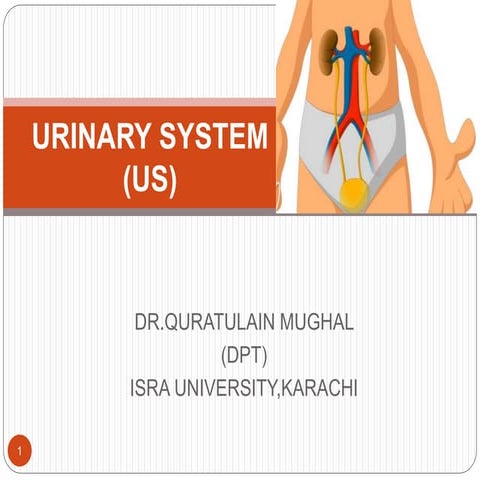 Urinary system (us) examination | PPTX