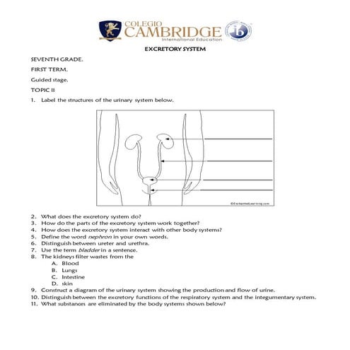 Excretory System Worksheet Digestive And Excretory System Worksheets