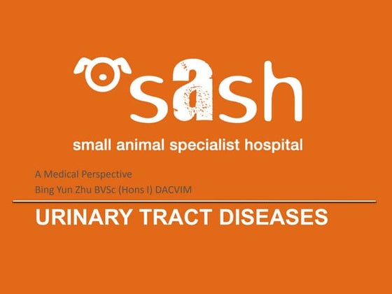 Urinary System | PPTX | Infectious Diseases | Diseases and Conditions