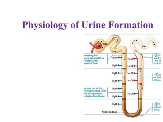 urine formation, process, methods etc etc | PPT