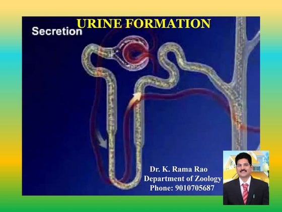 Physiology of Urine Formation | PPTX