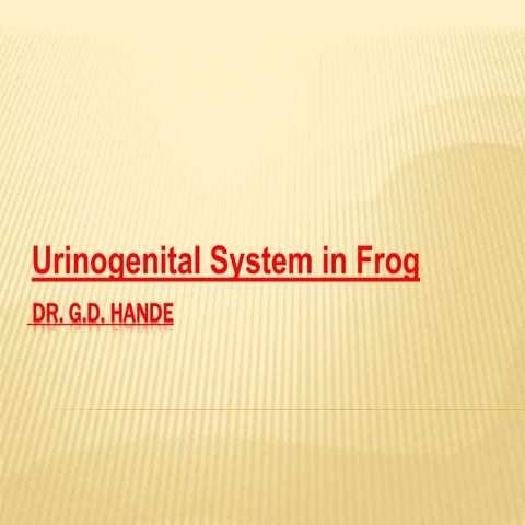 Urinogenital System in Frog 1.pptx