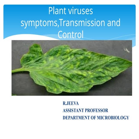 Plant viruses symptoms,Transmission and Control | PPTX