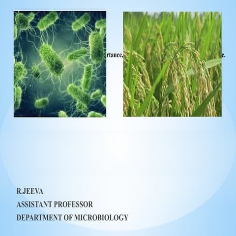 Microorganisms: Importance, Applications and Benefits for Agriculture ...