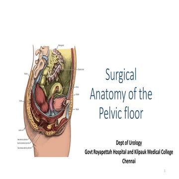 Uro gynaecology- anatomy- pelvic floor | PDF