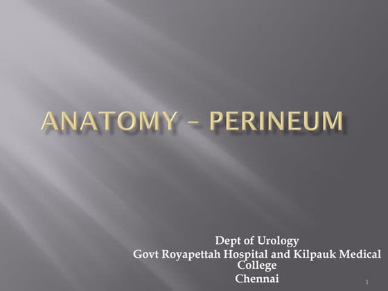 anatomy of Perineum urogenital triangle | PDF