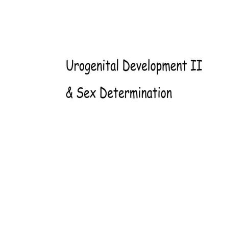 Gonad And Sex Differentiation In Human Pptx 3677