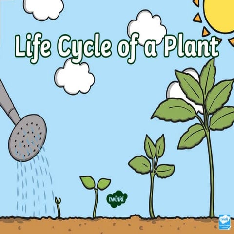 Parts of a plant | PPT