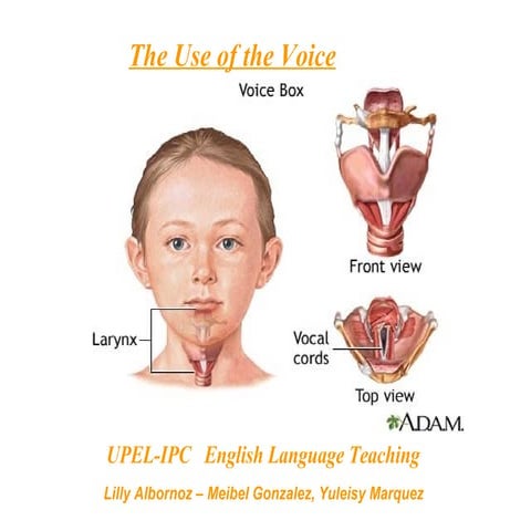 Use Of The Voice | PPT