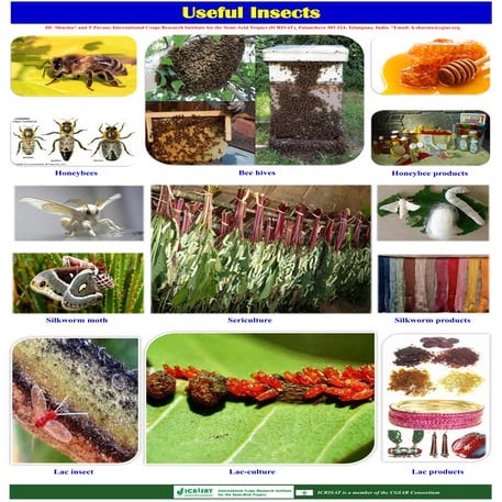 Useful insects | PDF | Beekeeping | Hobbies & Interests