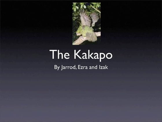 Kakapo art | PPT