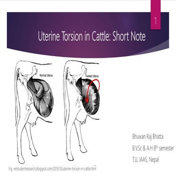 Muscles Of Fore Limb Of Cattle | PPTX