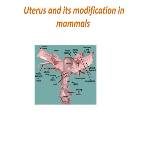 UTERUS.pptx