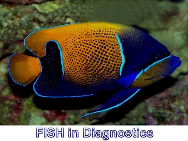 Fluorescent in situ hybridization (FISH) | PPTX