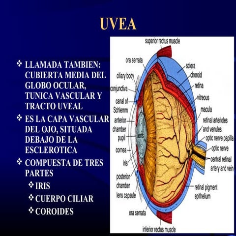 Uvea | PPT