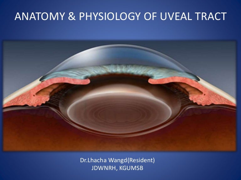 Anatomy of Uvea track