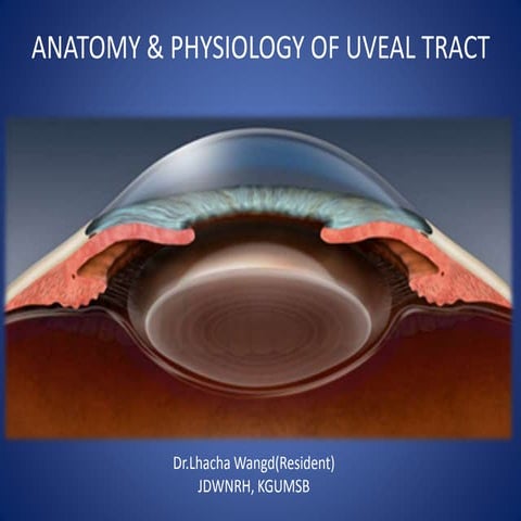 Anatomy of Uvea track | PPTX