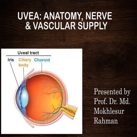 Uvea- Prof Moks (Anatomy, Nerve Supply).pptx