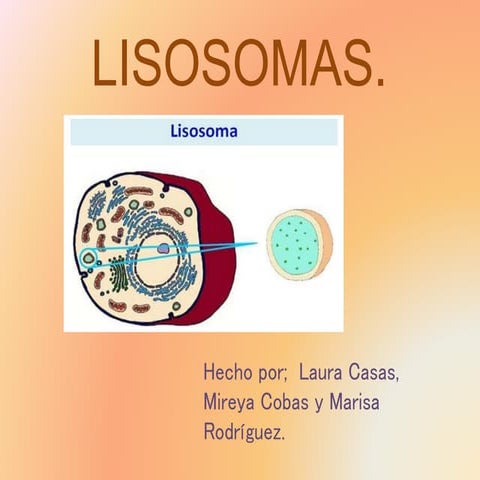 APARATO DE GOLGI, LISOSOMAS Y PEROXISOMAS | PPT