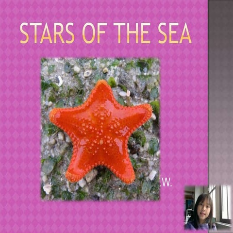 Starfish | PPTX