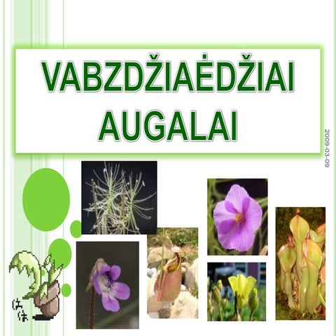 Vabzdžiaėdžiai augalai | PPSX
