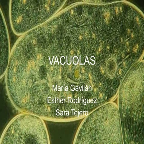 Vacuolas | PPTX
