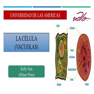 Diagrama De Vacuola Alimentaria