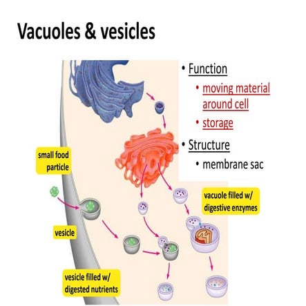 Vacuoles