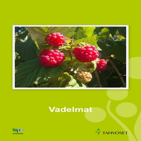 Vadelmat - Puutarha Tahvoset | PDF