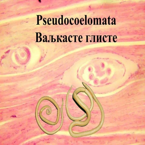 Valjkaste gliste | PPTX