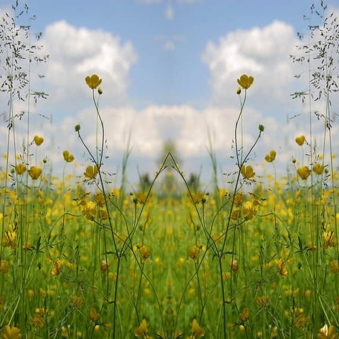 Valsul Florilor | PPT