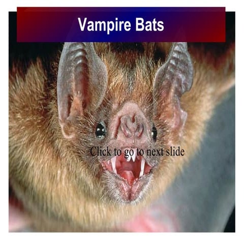 Vampire bats by Kevin | PPT