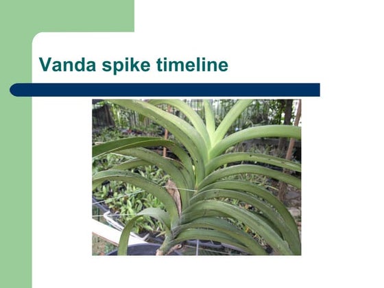 vanda | PPT