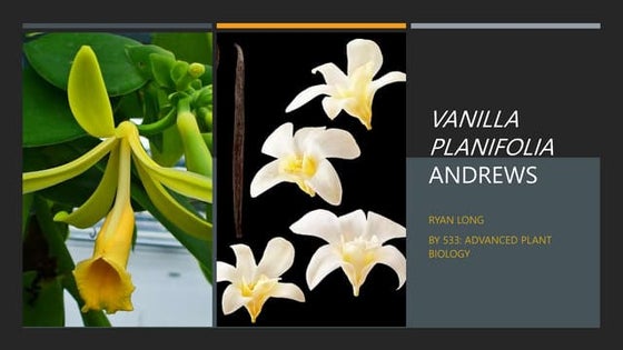 Alternative medicine vanilla | PDF