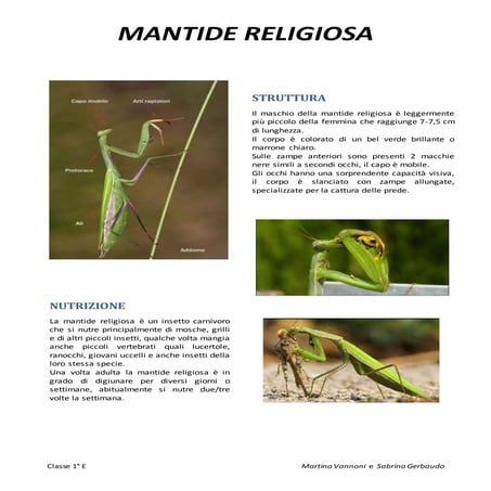 Vannoni martina ricerca mantide religiosa | DOCX