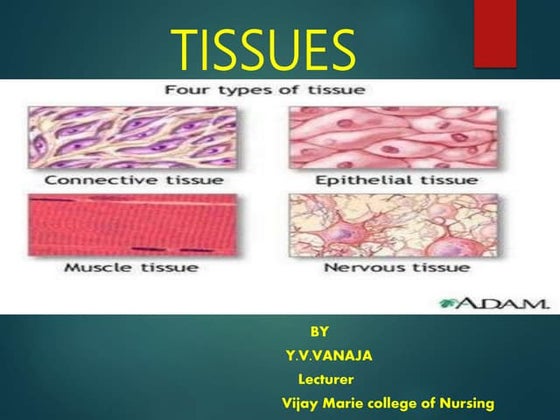 Epithelial tissue | PPT