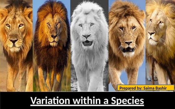 Inherited traits | PPT