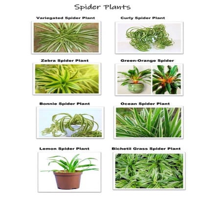 Variegated Spider PlantCurly Spider Plant.docx