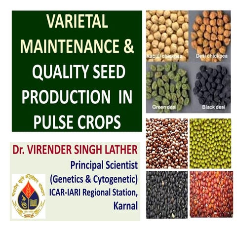 Variety maintenance & Seed Production in pulses | PDF