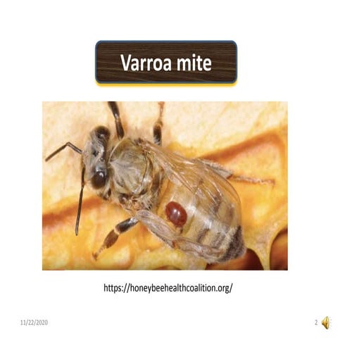 Varroa mites symptoms | PPT