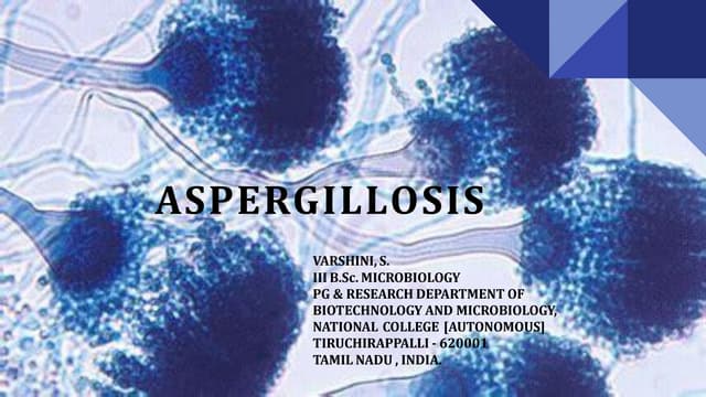 Aspergillus | PDF