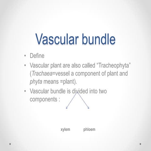 Types of vascular bundles