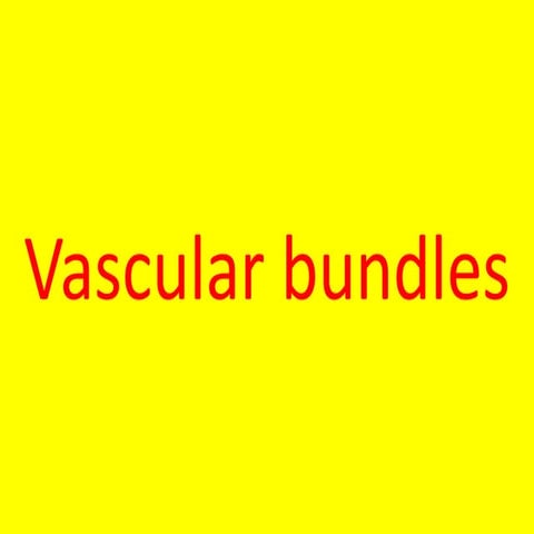 Vascular bundles in Plants | PPTX